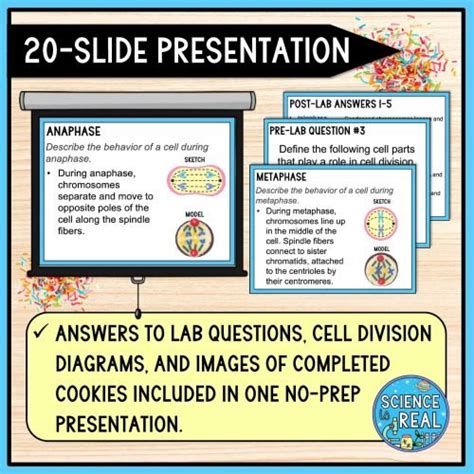 Modeling Mitosis Cookie Lab Science Is Real Education