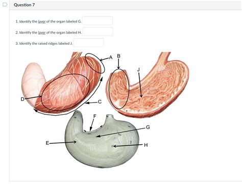 Solved Question 7 1. ﻿Identify the layer of the organ | Chegg.com