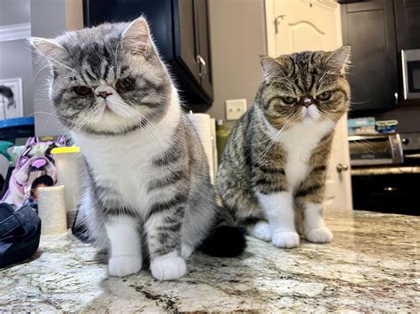 I Cant Find Anything Wrong With Them You Tell Me R Roastmycat