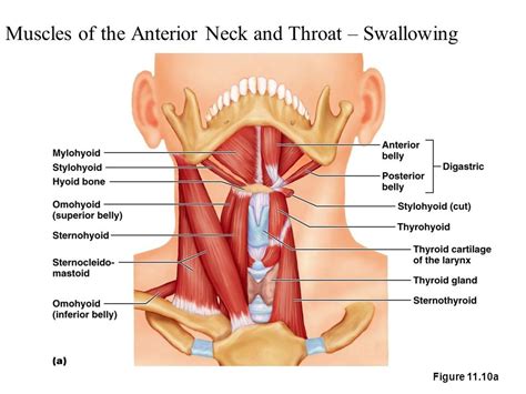 Anterior Neck Muscles Diagram Quizlet Anterior Neck Muscles Diagram Quizlet