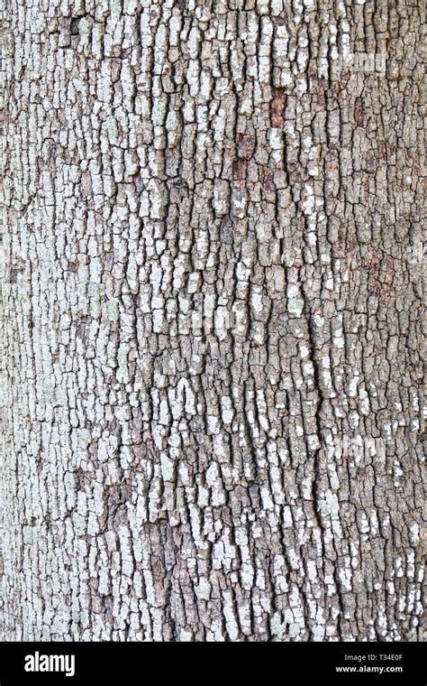 Tree Bark Texture Tree Trunk Stock Photo Alamy