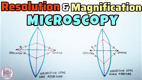 Resolution And Magnification Of Light Microscope Paperpenbiology Youtube