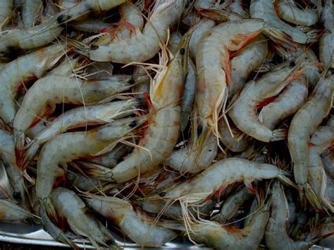 എങ്ങനെ ചെമ്മീൻ എളുപ്പത്തിൽ തൊലി പൊളിക്കാം Thattukada തട്ടുകട