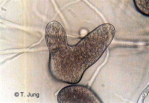 Phytophthora Picture Gallery Beech Decline Dr Rer Silv Thomas