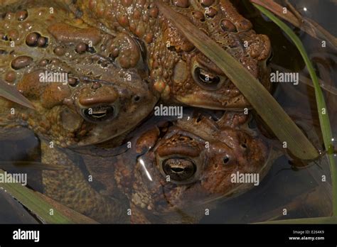 American Toad Bufo Americanus Males Attempting To Mate With A Female New York Stock Photo Alamy