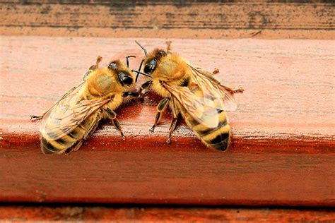 The Soaring Sex Mobs That Spawn Honey Bee Colonies By Gary Hartley