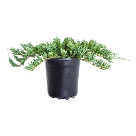 Dwarf Junipers