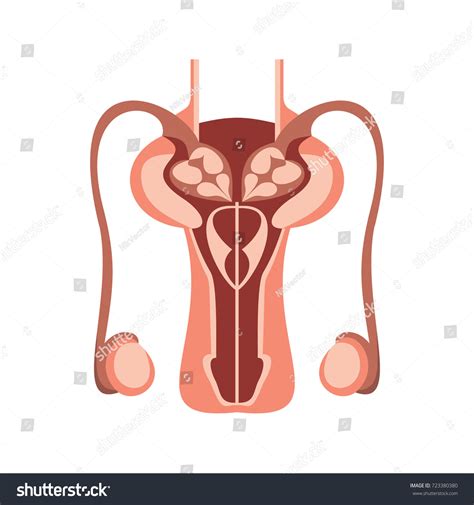 Male Reproductive System Vector Diagram On Stock Vector Royalty Free Shutterstock