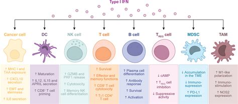 Immunomodulatory Effects Of Type I Ifn Signaling Type I Interferon
