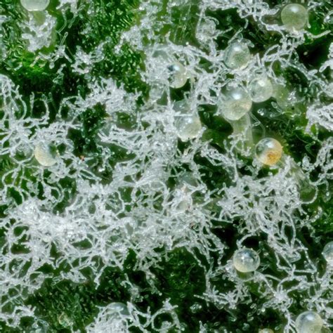 Moldy Weed Identifying And Preventing Mold On Cannabis Cannabis