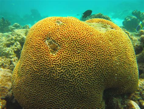 Types Of Corals