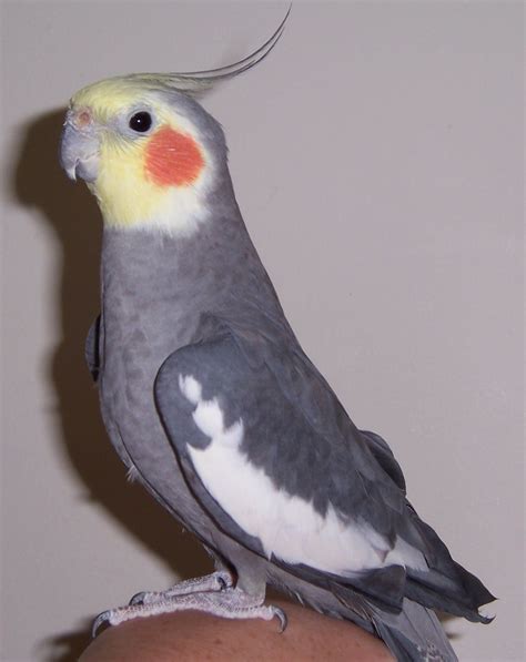 Grey Cockatiel