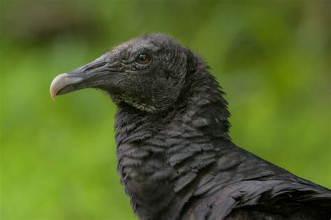 Black Vulture Audubon Field Guide