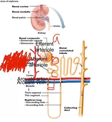 Solved Are Those 4 Structures A Efferent Arteriole
