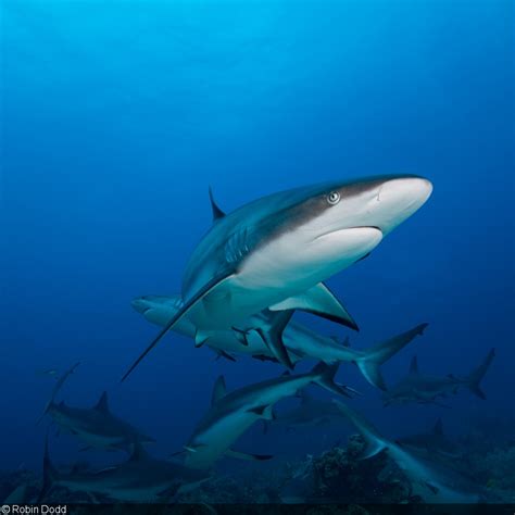 Photographer Of The Week Robin Dodd