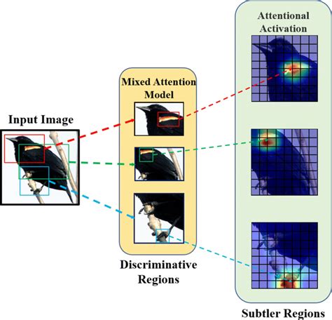 Fine Grained Classification Aims At Differentiating Subordinate Classes Download Scientific