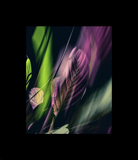 Plants Exploration Behance