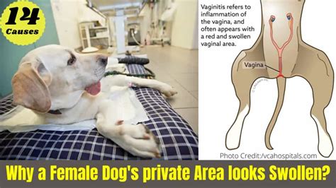 What Fruits Can Dogs Eat 11 Tonic Fruits Serve Dogs