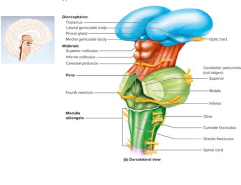 Nervous System Vocabulary Key Terms And Definitions For Biology