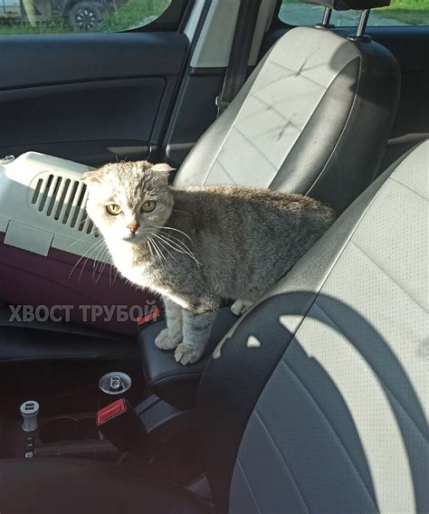 Брошенная вислоухая кошечка серебристого окраса 2 недели ждала помощи людей Хвост Трубой Дзен