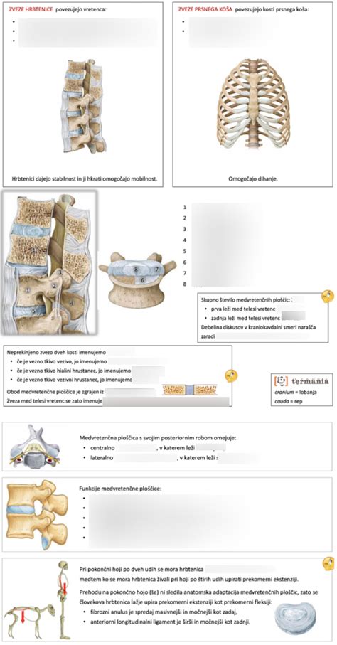 Zveze Hrbtenice In Prsnega Koša Zveze Med Vretenci Discus Intervertebralis Diagram Quizlet