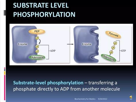 Biological Oxidation Of Atp Synthesis Part Ii Ppt