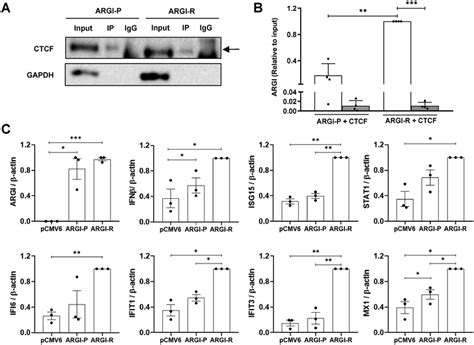 Allele‐specific Binding Of Argi To Ctcf Affects Idin Gene Expression