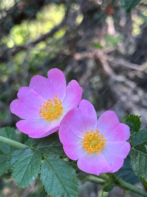 Premium Photo In Aktas