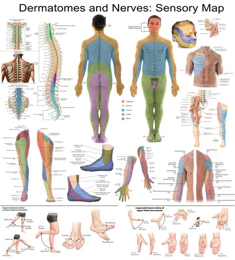 Dermatomes And Nerves Poster Sensory Map Of Human Body Anatomy