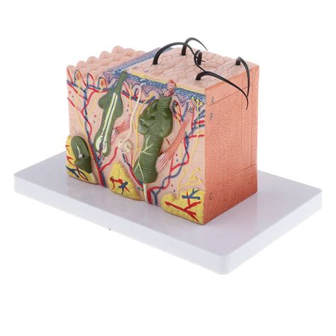 35x enlarged simulation human skin structure model grandado