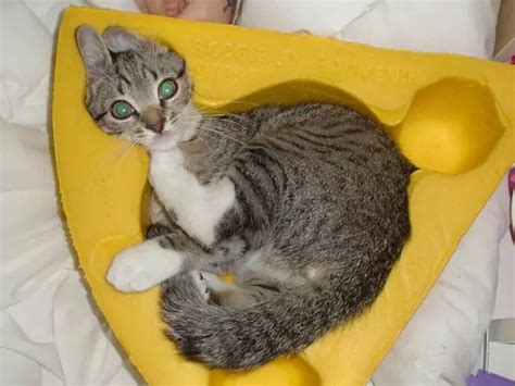 Meet Tinkerbell Scrolller