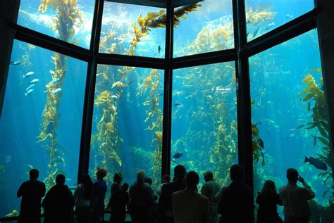 Веб камера аквариум Монтерей-Бей (Webcam Monterey Bay Aquarium ...