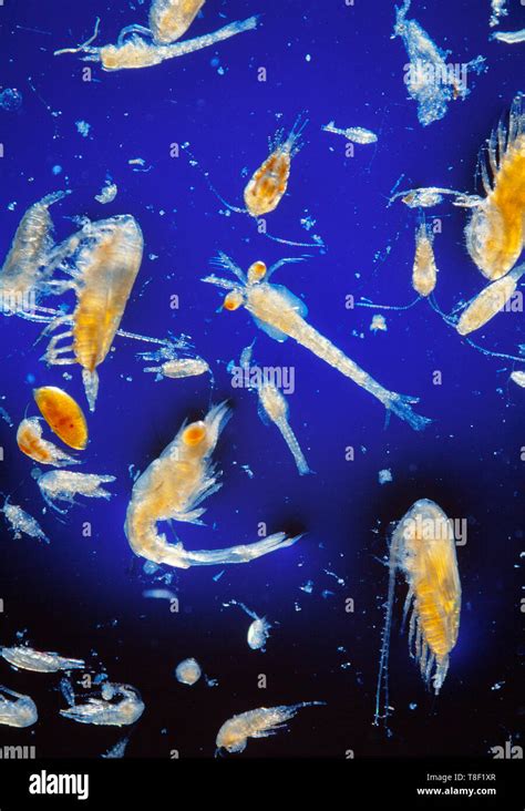 1000 Images About Marine Plankton On Pinterest Marine