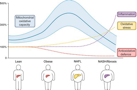 Mitochondrial Alterations In Fatty Liver Diseases Journal Of Hepatology