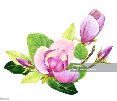 수채화 목련과 봄 구성입니다 디자인 및 장식에 대 한 흰색 바탕에 현실적인 꽃 꽃 보라색 삽화 0명에 대한 스톡 벡터 아트 및 기타 이미지 Istock