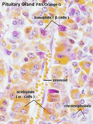 Bgd Lecture Endocrine Histology Embryology