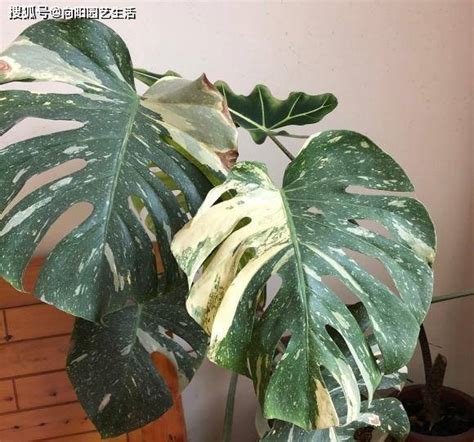 白锦龟背竹，为啥这么贵？1片叶子300块！买的人还这么多 价格 市场 变异