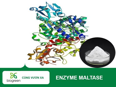 Mua Nguyên Liệu Enzyme Maltase Giá Rẻ