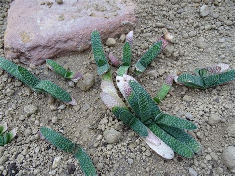 Gasteria Pulchra Aiton Haw World Flora Pl Ntnet Identify