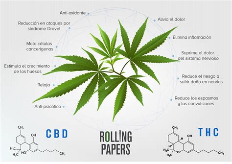 Rollingpapers La Marihuana Trae Grandes Beneficios Para