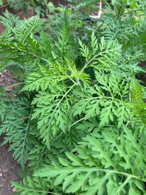 Weed Or Plant Rwhatsthisplant