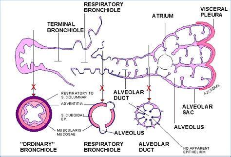 Airway Mucosa Respiratory Medstudentnotes