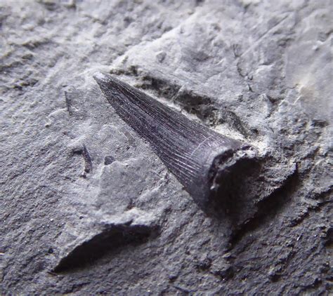 Ichthyosaur Tooth Member Collections The Fossil Forum