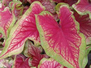 Sun Tolerant Caladiums Classic Caladiums