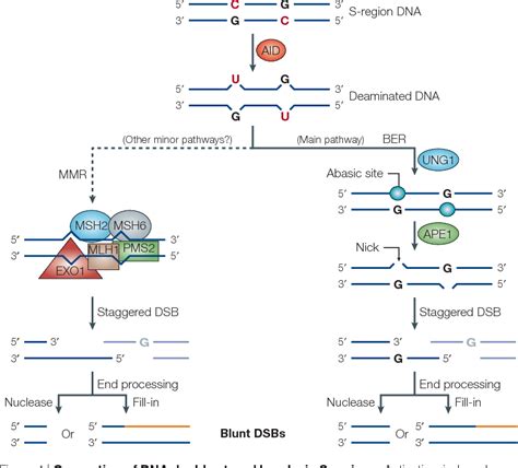 Class Switch Recombination Interplay Of Transcription Dna Deamination