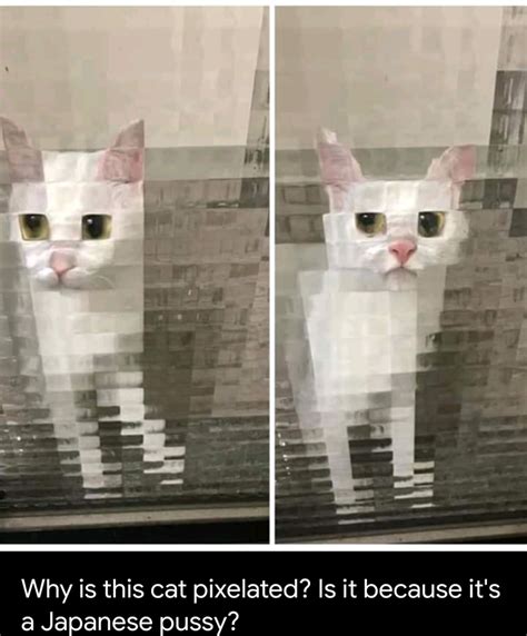 Japanese Cat Meme