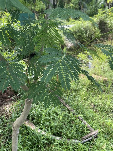 River Tamarind Leucaena Leucocephala Project M A R S