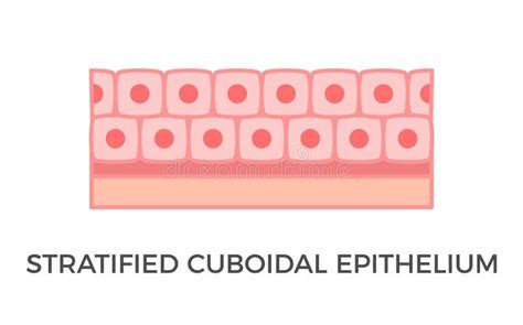 Stratified Cuboidal Epithelium Stock Illustrations 41 Stratified