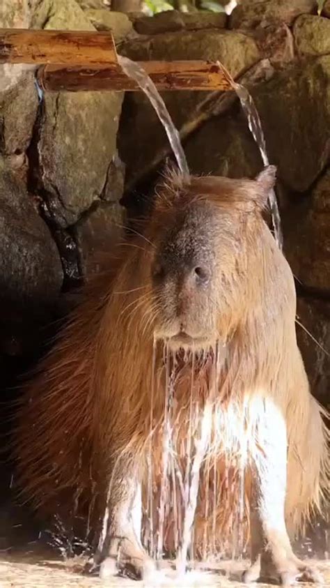 This Place Needs More Capybara Album On Imgur This Place Needs More Capybara Album On Imgur