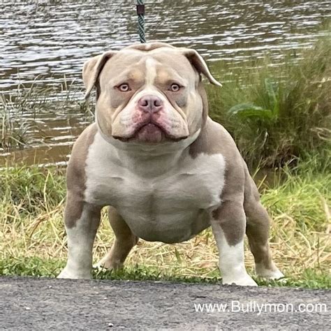 Micro Bullies Full Grown